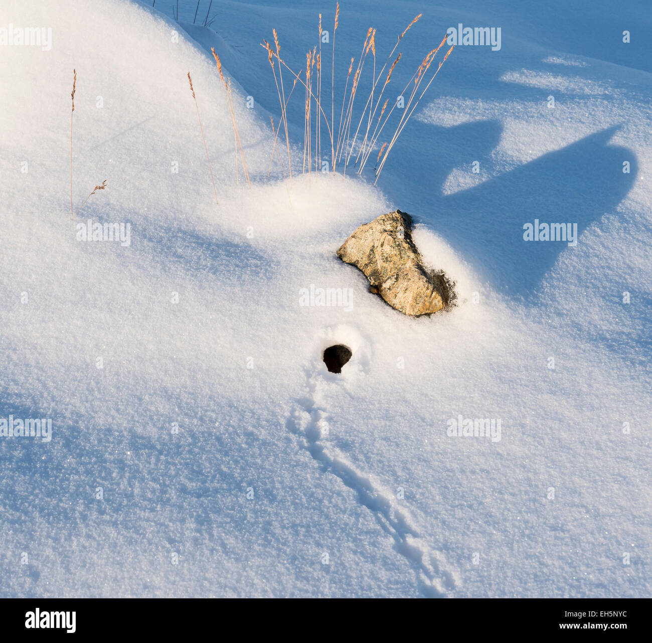 Mouse track hi-res stock photography and images - Alamy