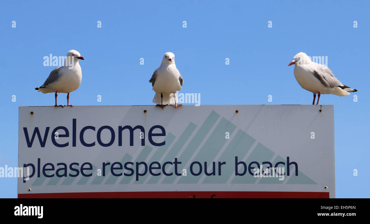 Waikanae sand new zealand hi-res stock photography and images - Alamy