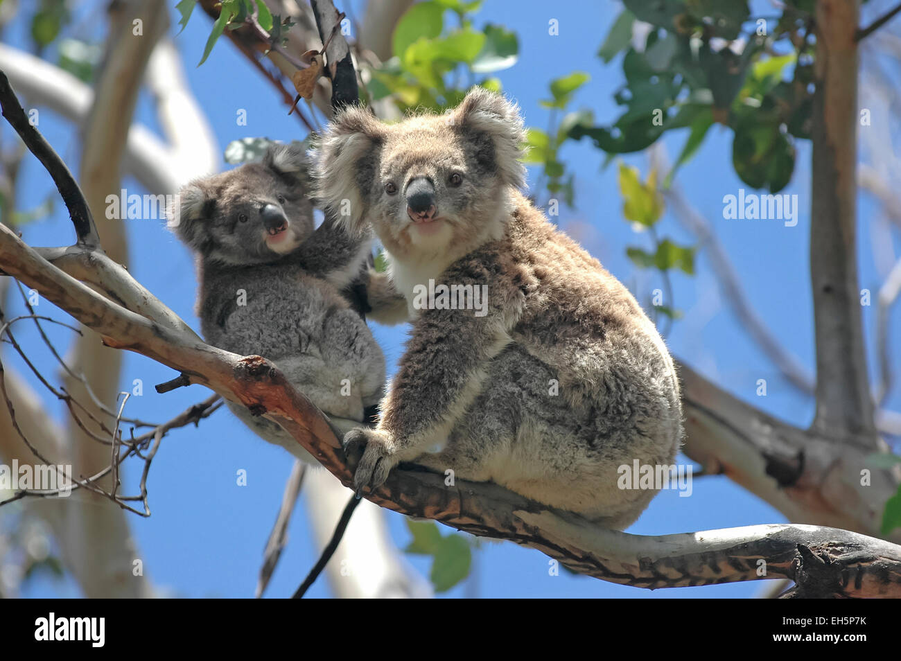 Koalas great ocean road australia hi-res stock photography and images ...
