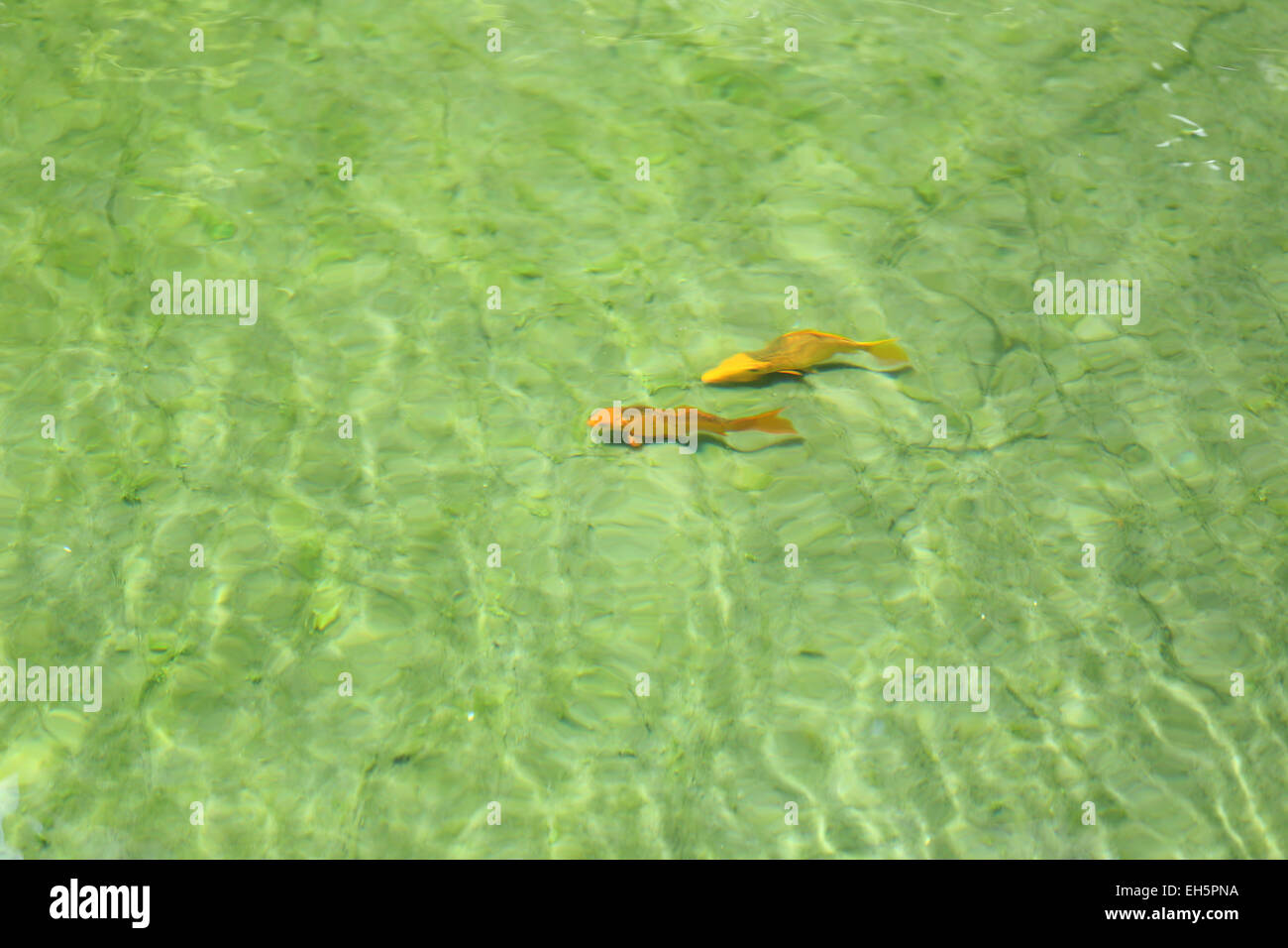 Carp fish hi-res stock photography and images - Alamy