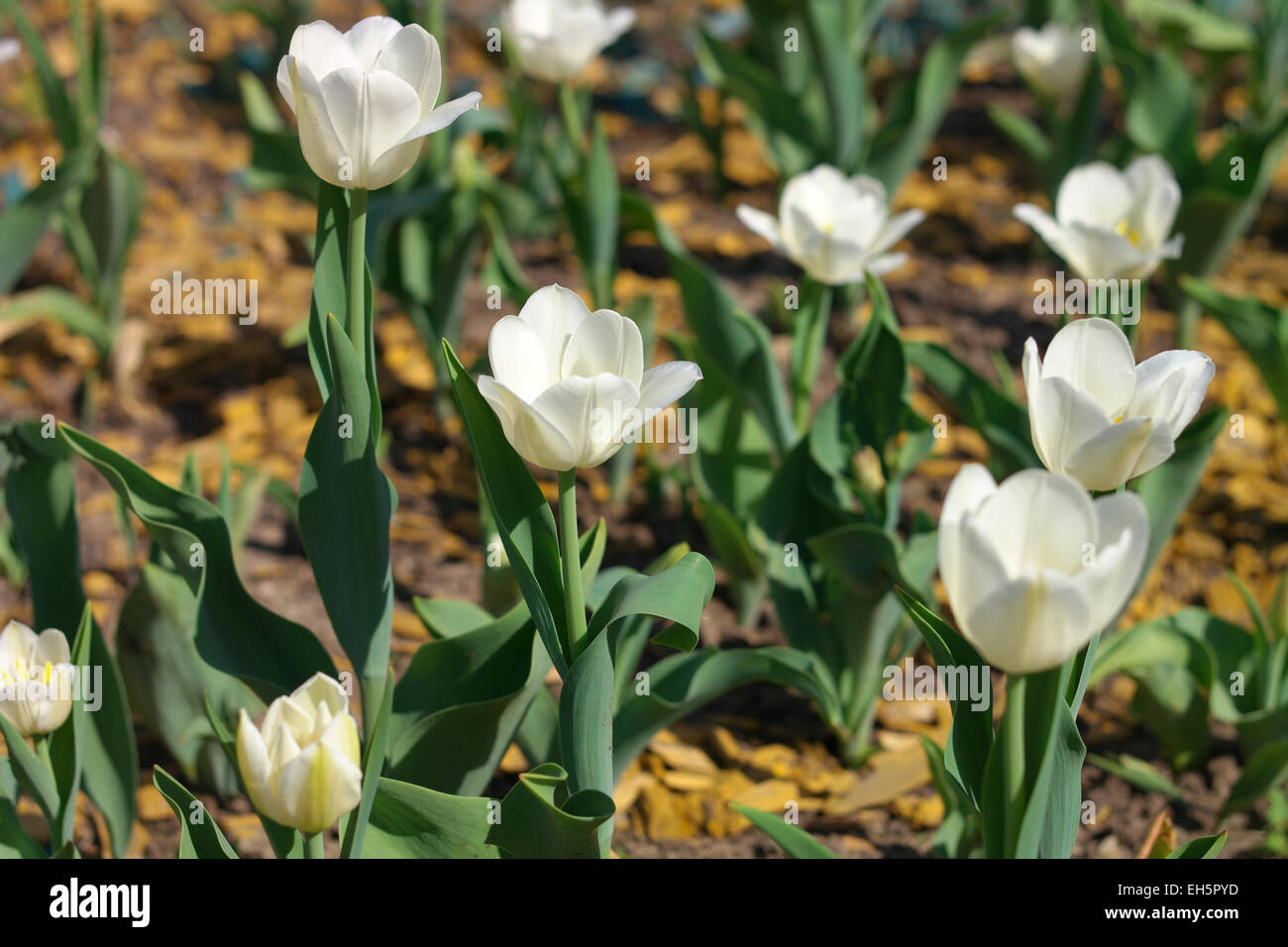 White Tulip at Spring Stock Photo - Alamy