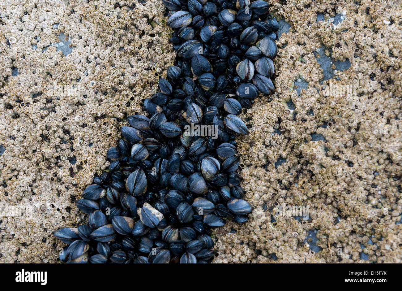 Mussel and barnacle on a rock at sea Stock Photo - Alamy