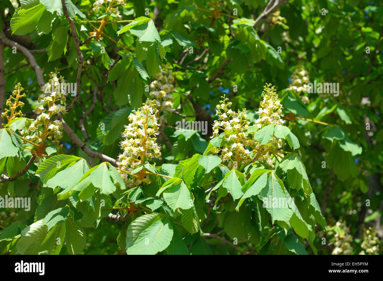 chestnut at spring Stock Photo - Alamy