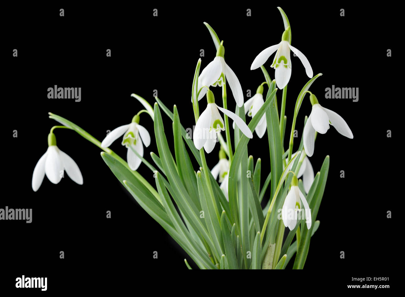 Common snowdrops galanthus nivalis hi-res stock photography and images ...