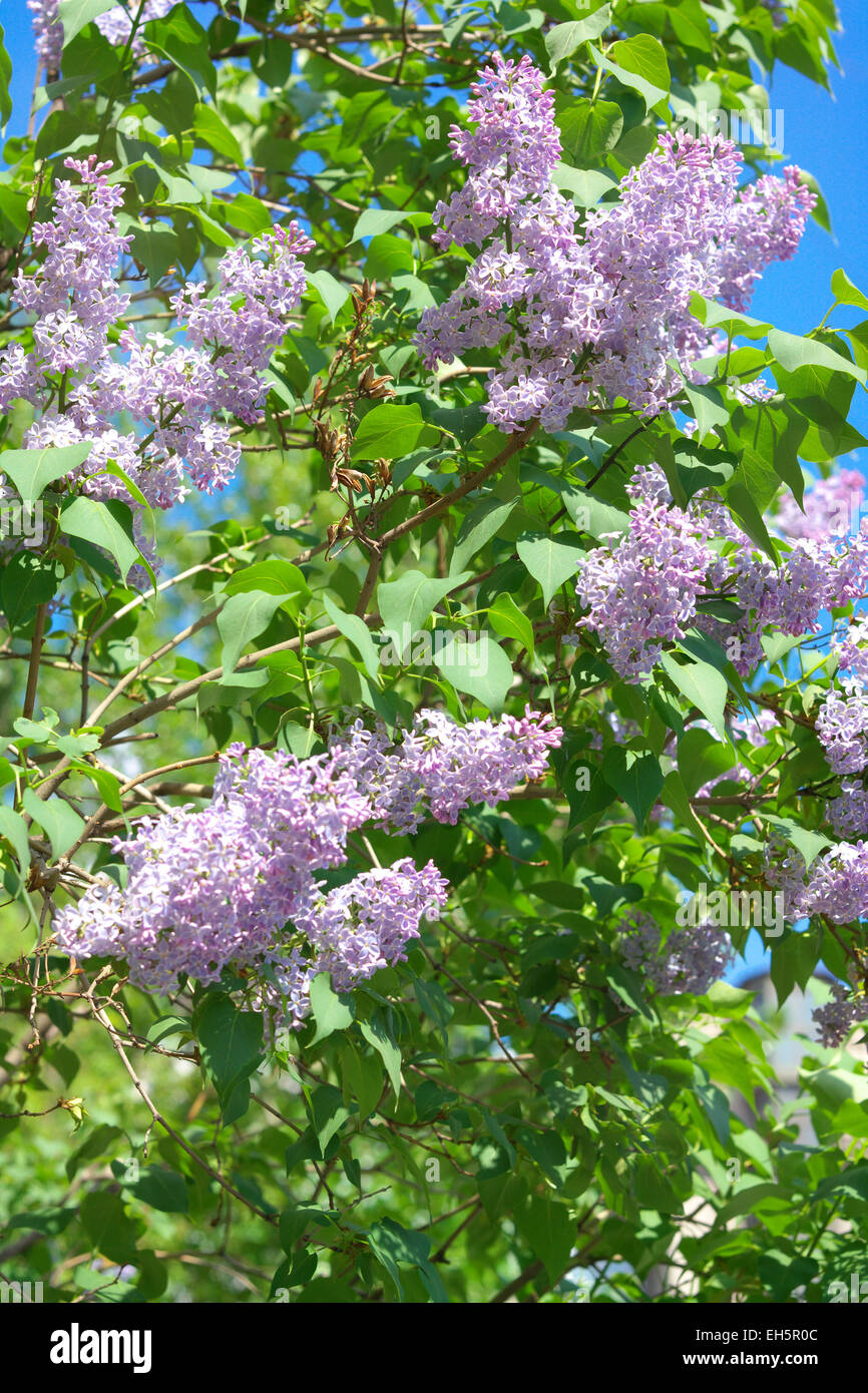 Lilac at Spring Stock Photo - Alamy