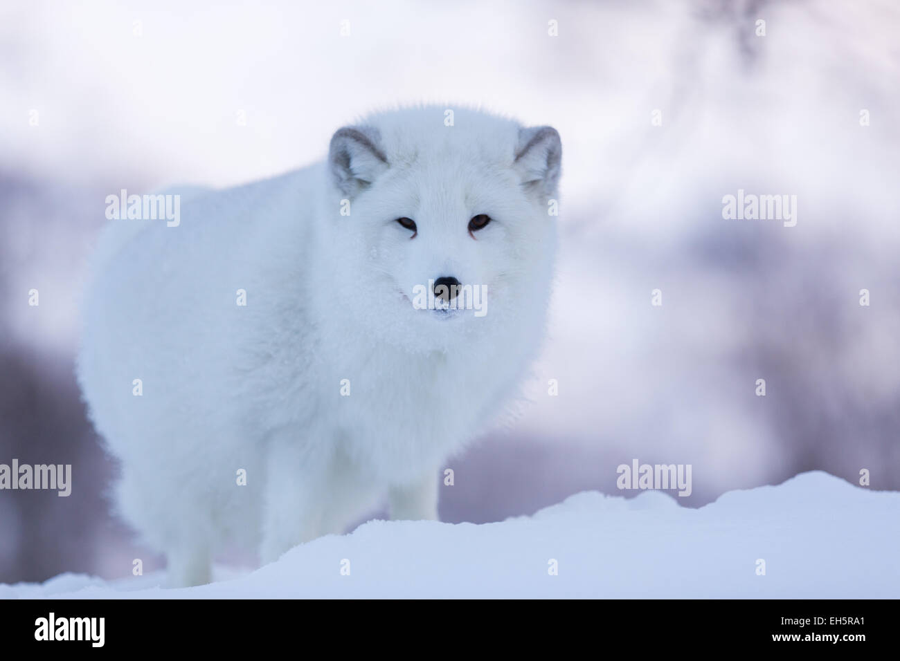 Arctic fox in a snowy forest Stock Photo - Alamy