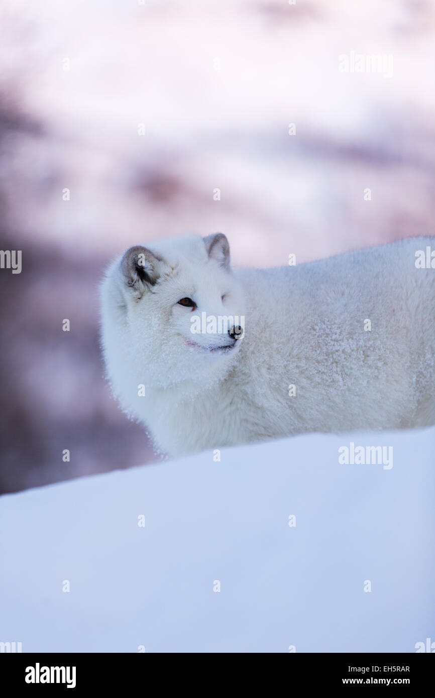 Arctic fox in a snowy forest Stock Photo - Alamy