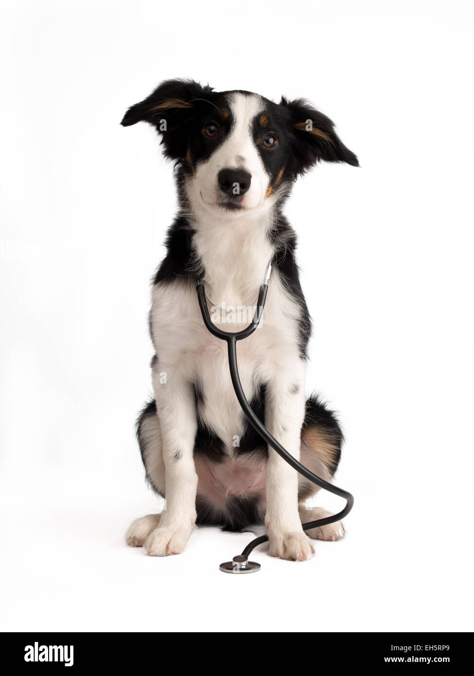 Therapy dog hi-res stock photography and images - Alamy