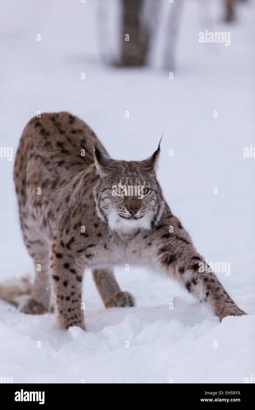A Eurasian lynx in a snowy winter forest Stock Photo - Alamy