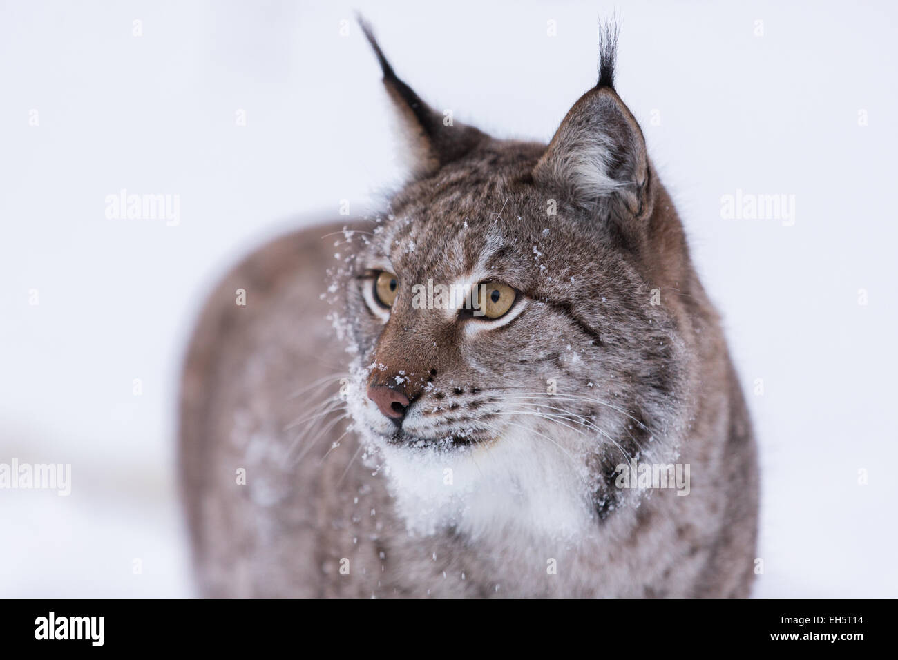 A Eurasian lynx in a snowy winter forest Stock Photo - Alamy