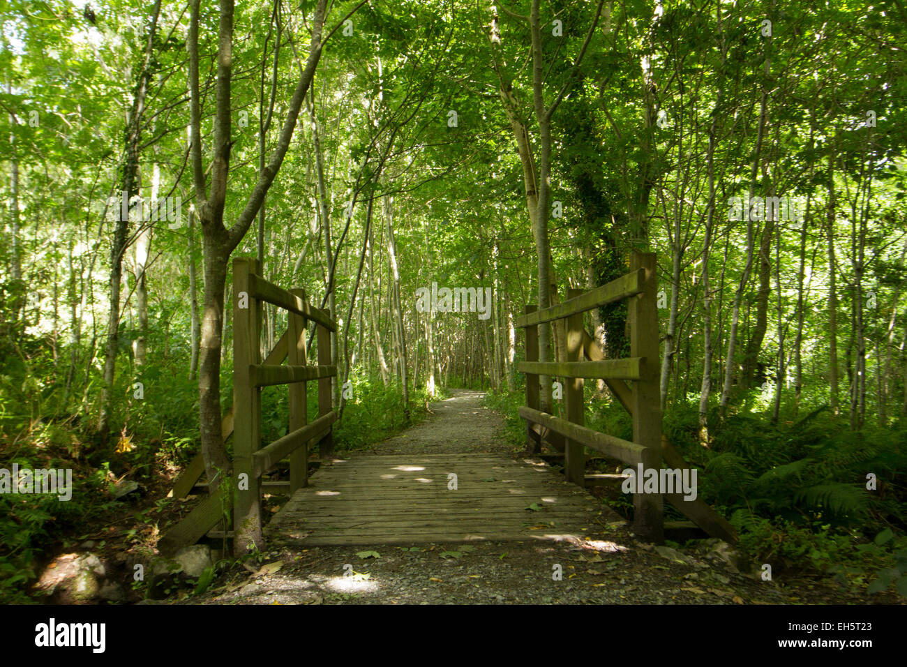 Leafy path through the trees hi-res stock photography and images - Alamy