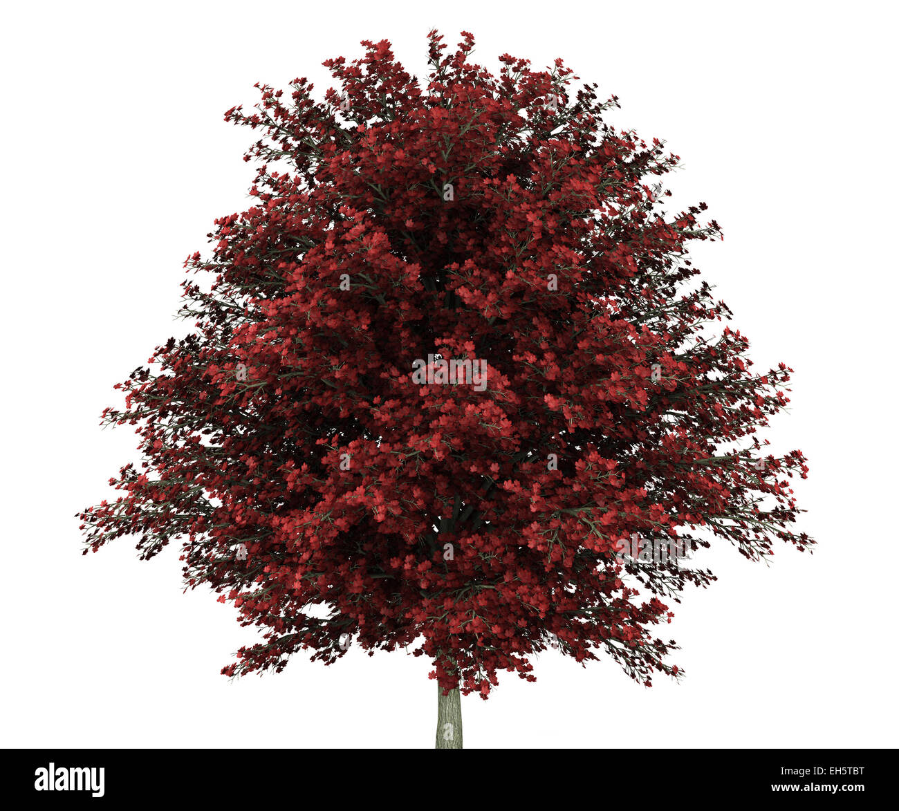red maple tree isolated on white background Stock Photo - Alamy