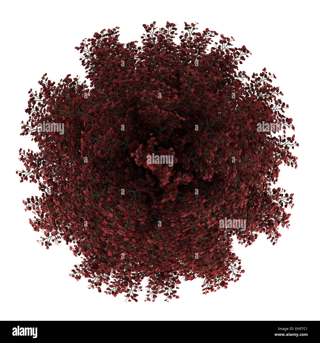 top view of red maple tree isolated on white background Stock Photo - Alamy