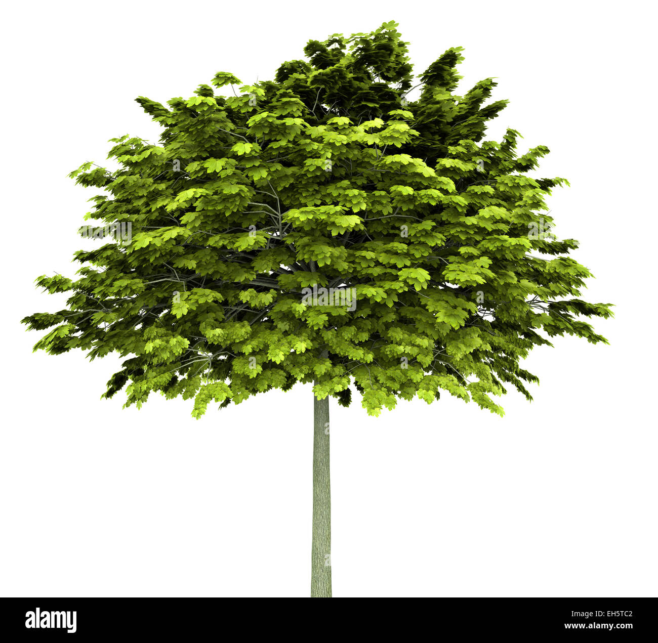 norway maple tree isolated on white background Stock Photo - Alamy