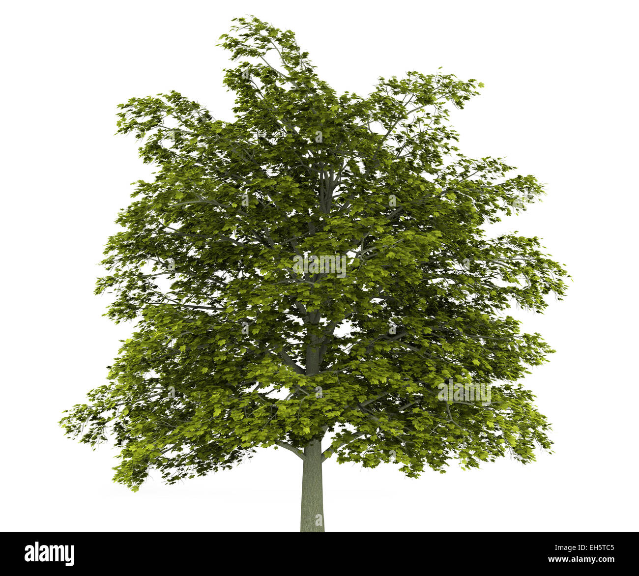 norway maple tree isolated on white background Stock Photo - Alamy