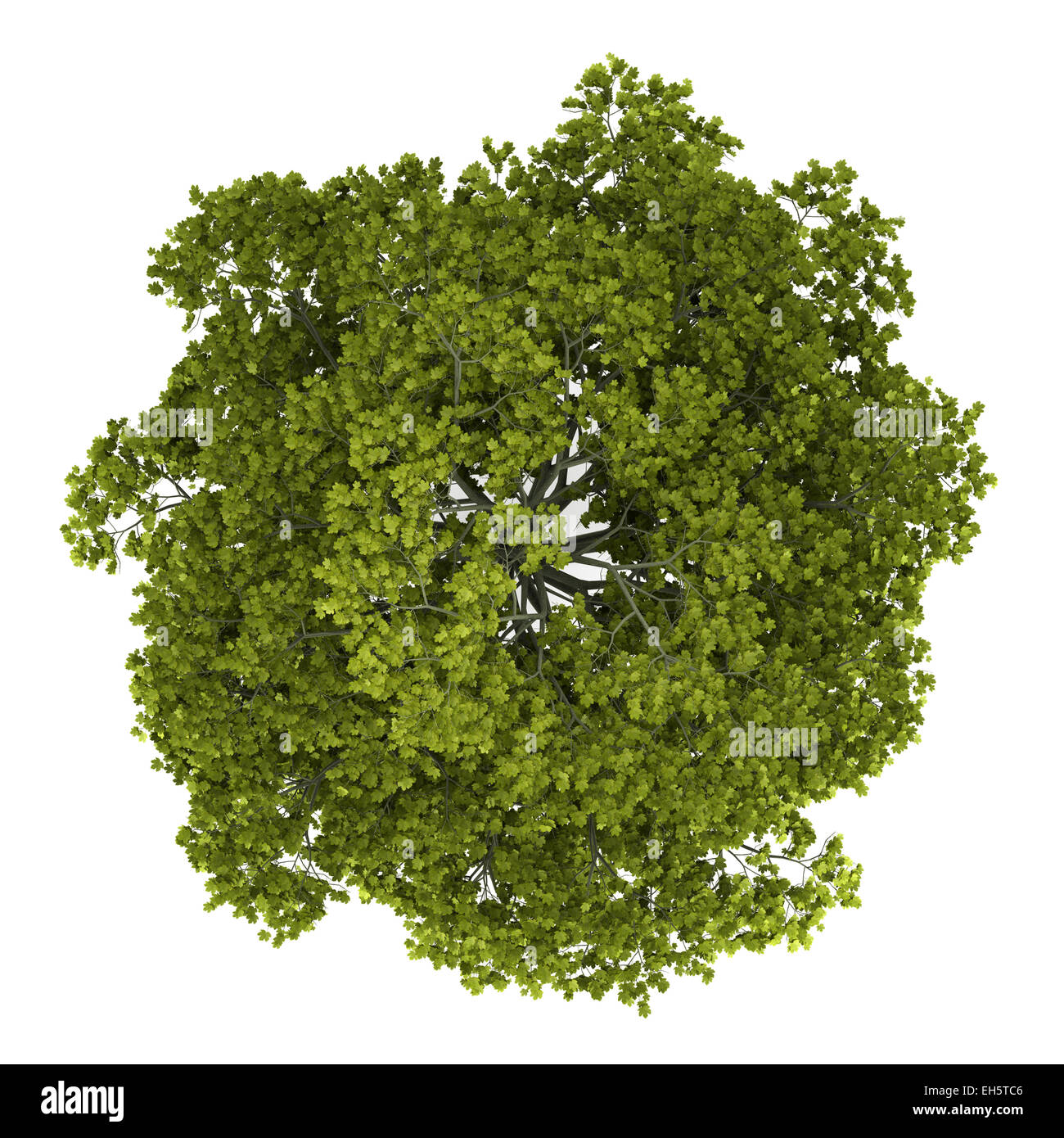 top view of norway maple tree isolated on white background Stock Photo ...