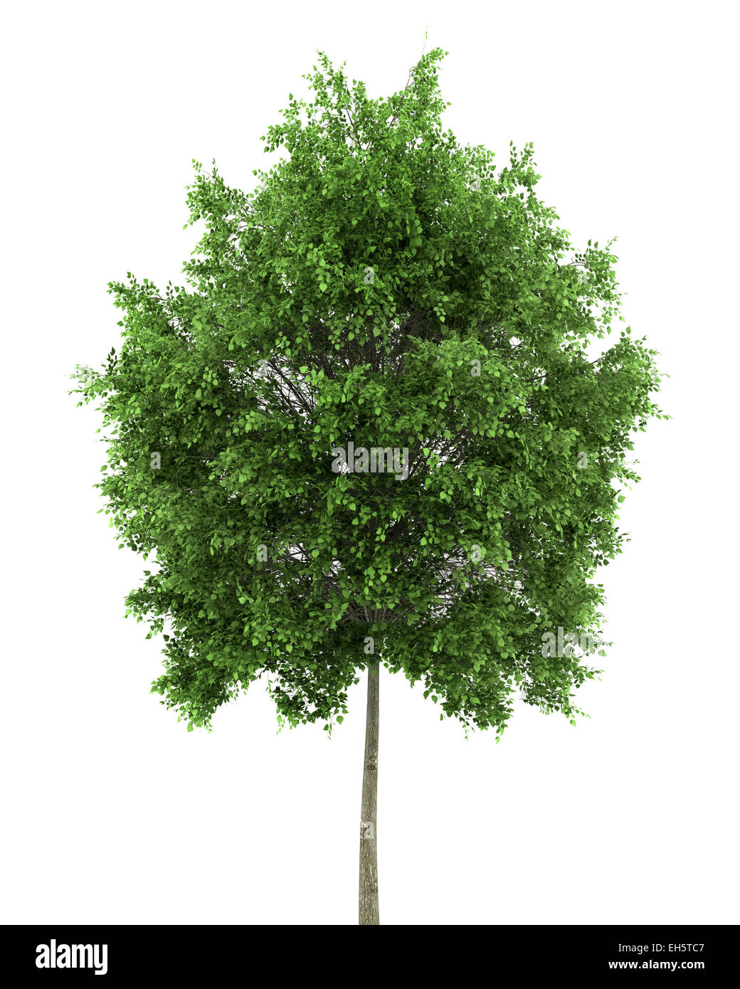 small-leaved lime tree isolated on white background Stock Photo - Alamy