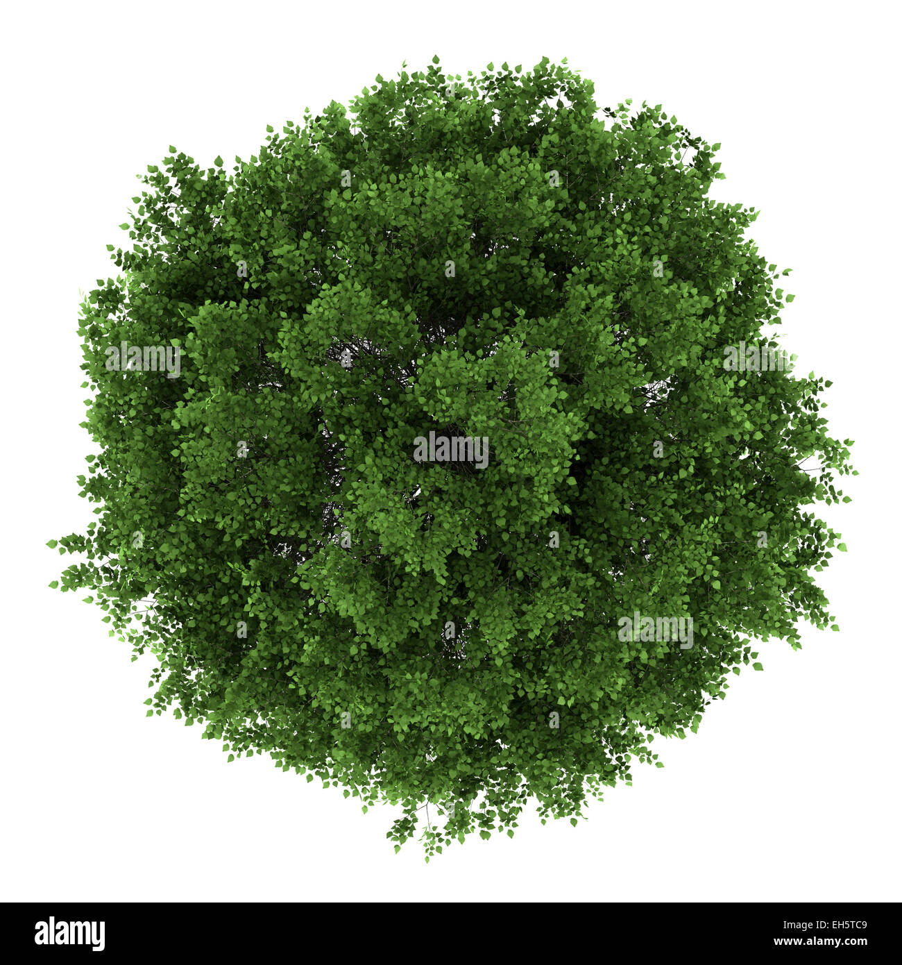 top view of small-leaved lime tree isolated on white background Stock ...