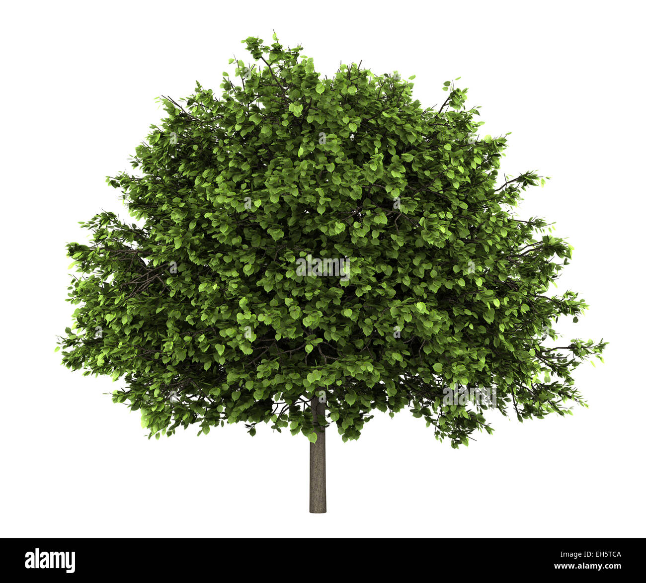 small-leaved lime tree isolated on white background Stock Photo - Alamy