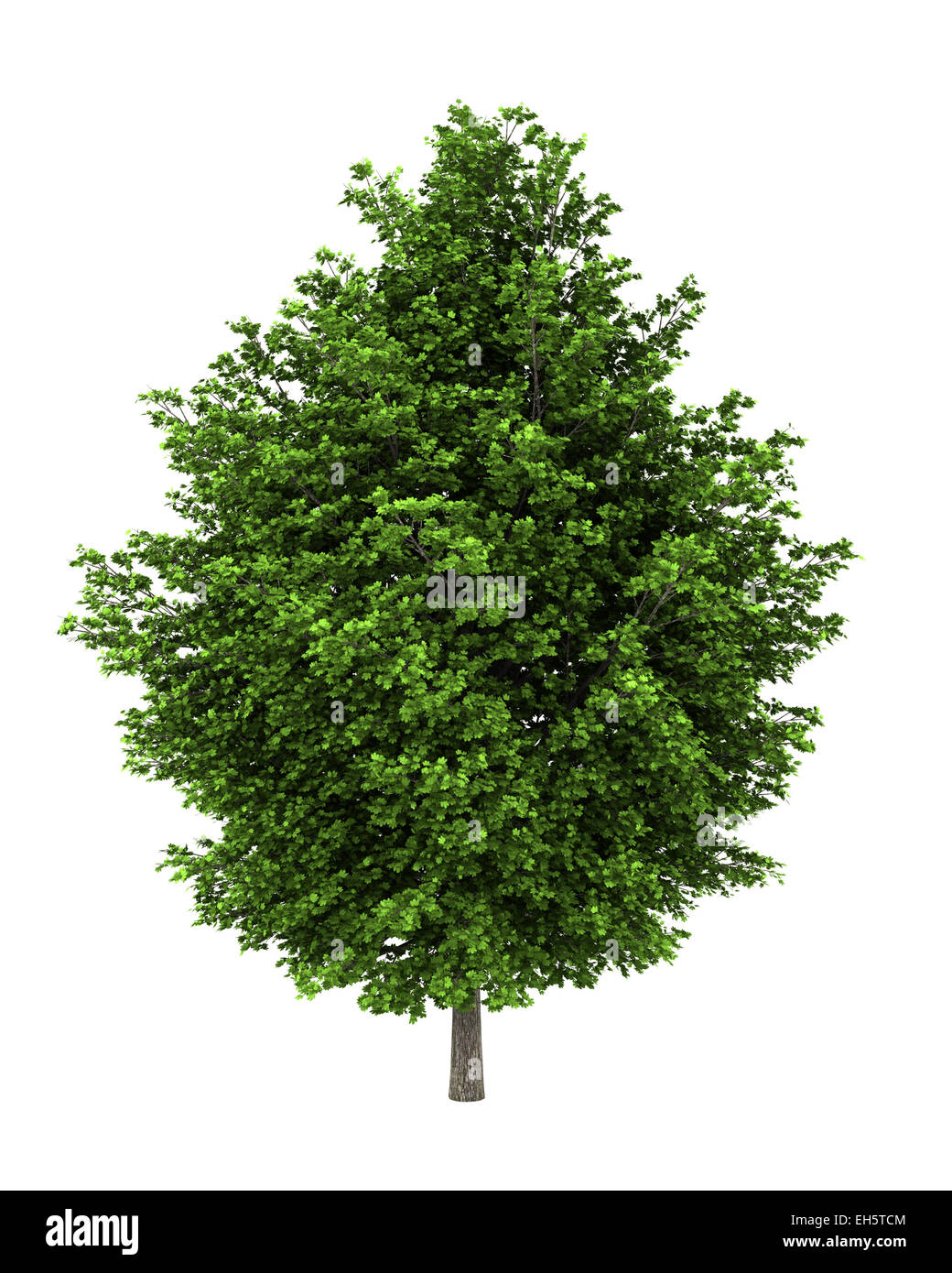 Silver maple tree hi-res stock photography and images - Alamy