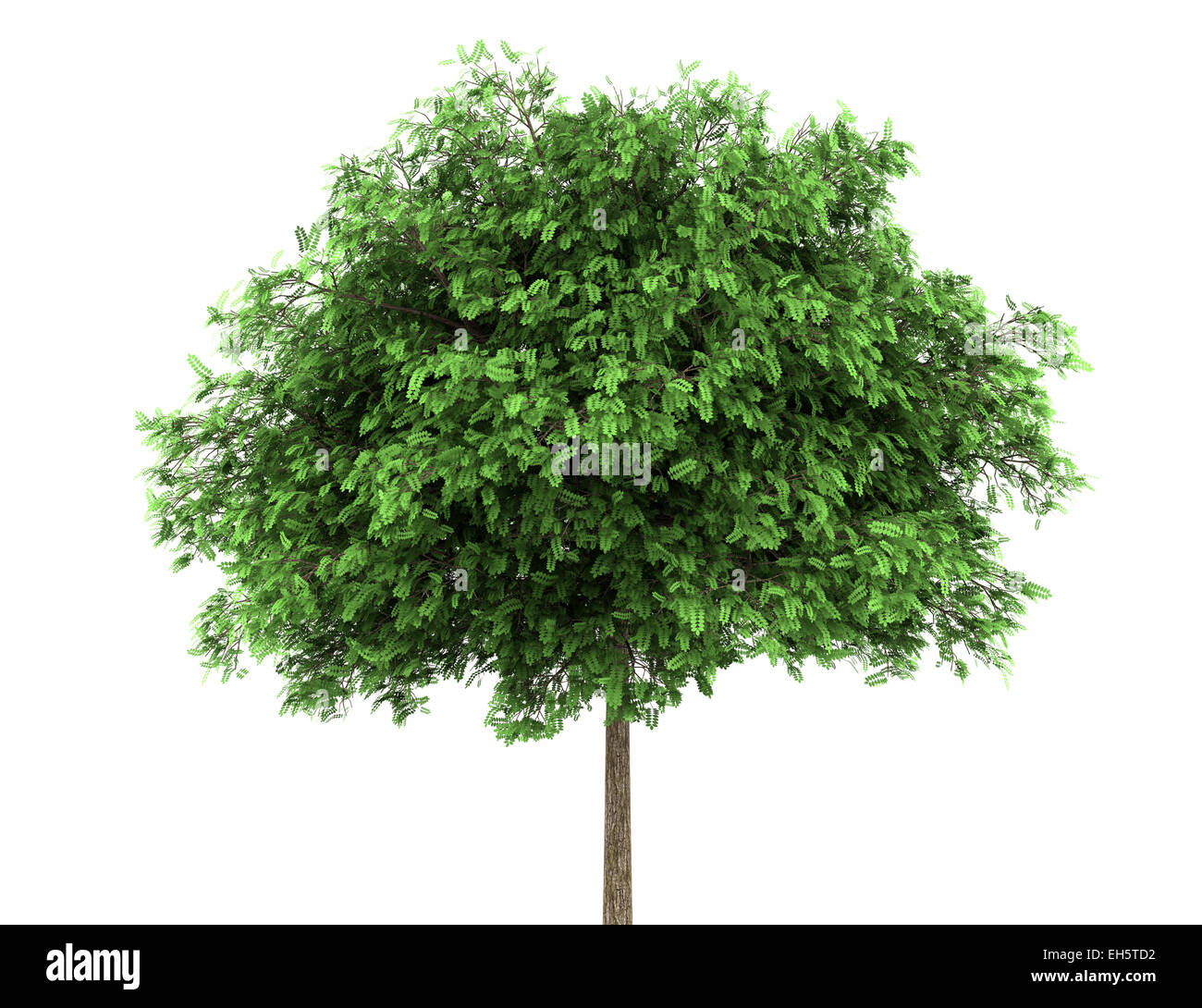black locust tree isolated on white background Stock Photo - Alamy