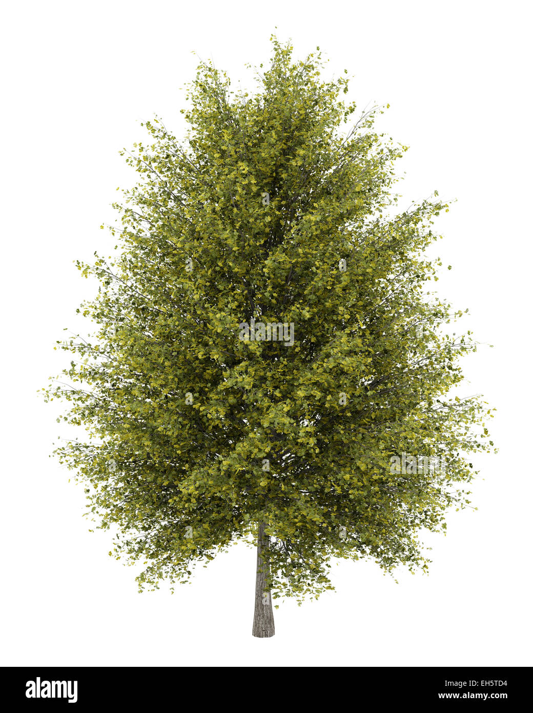 ginkgo tree isolated on white background Stock Photo - Alamy
