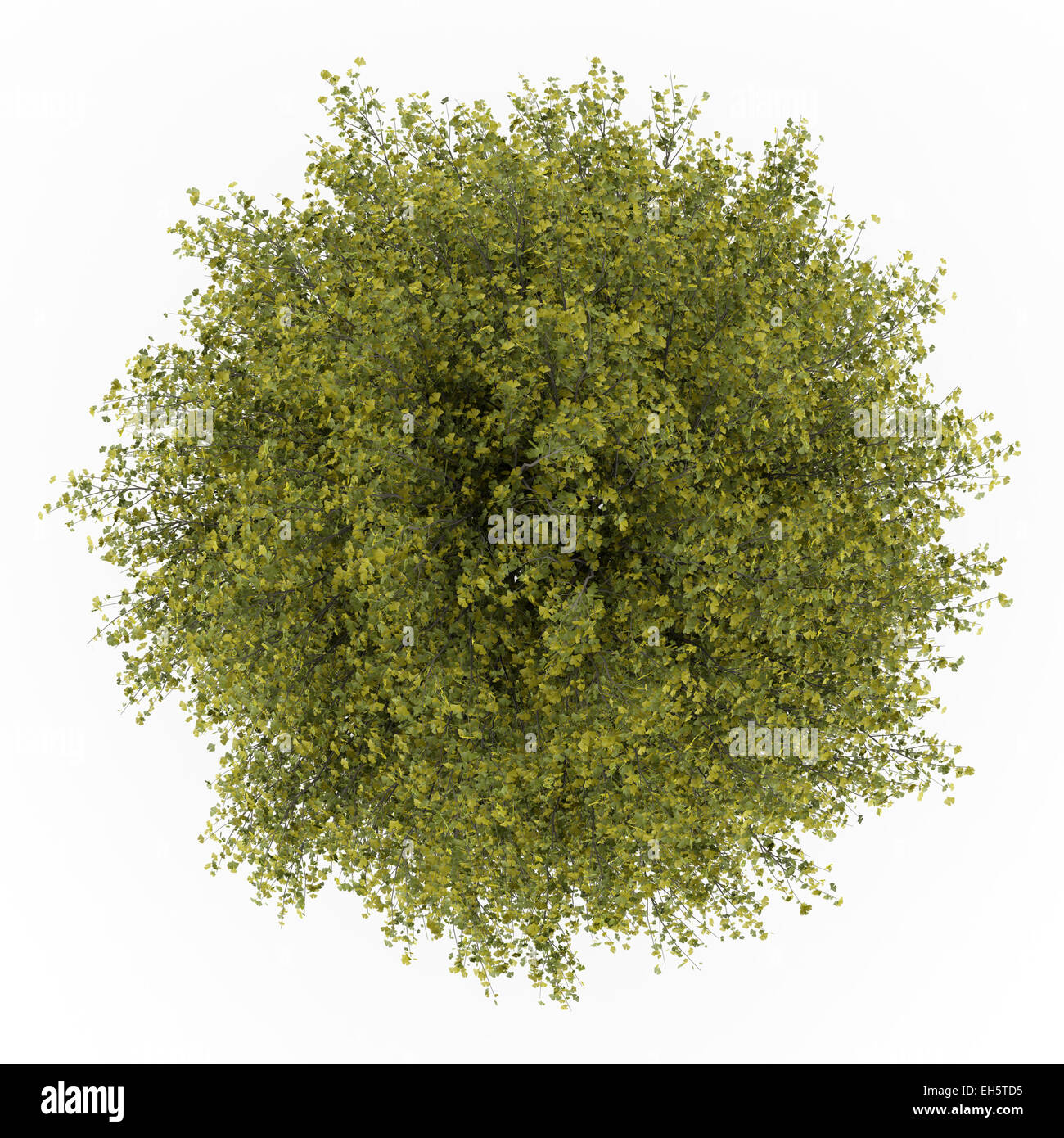 top view of ginkgo tree isolated on white background Stock Photo - Alamy