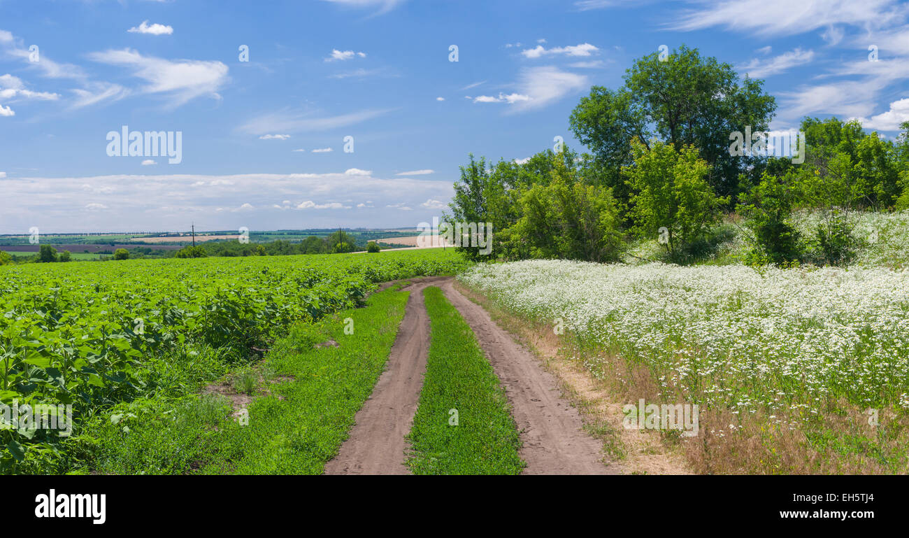Ukrainian summer landscape with country road Stock Photo - Alamy