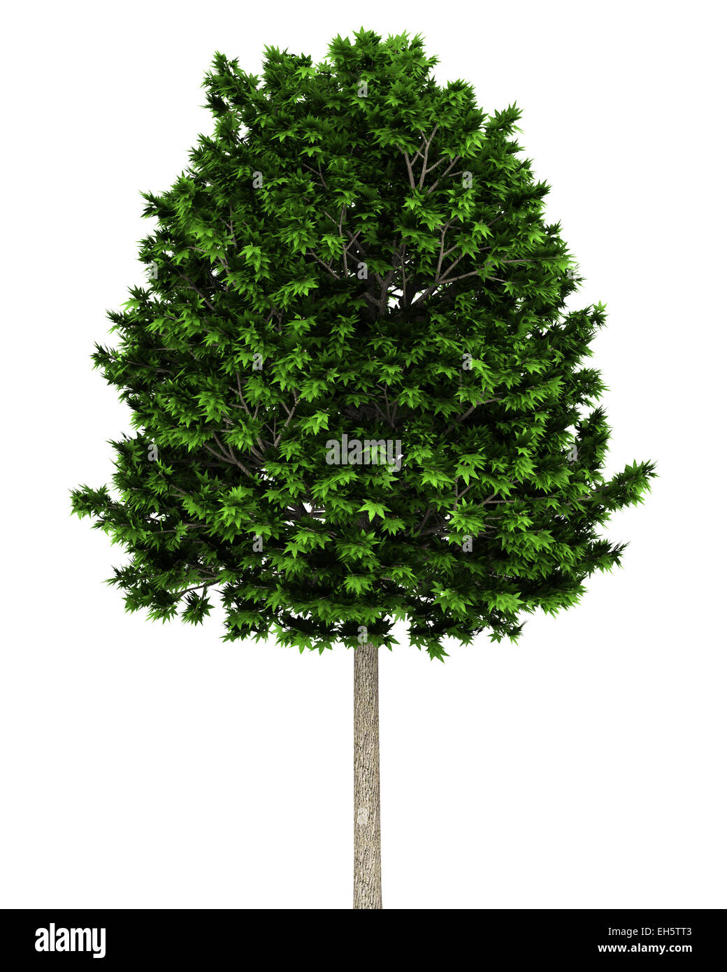 London plane tree isolated on white background Stock Photo - Alamy