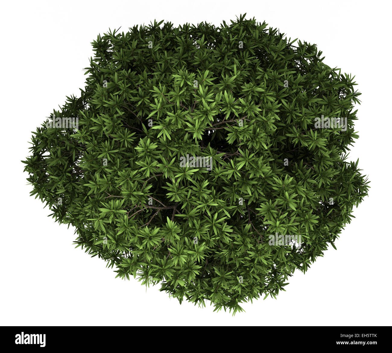 Eucalyptus tree isolated hi-res stock photography and images - Alamy