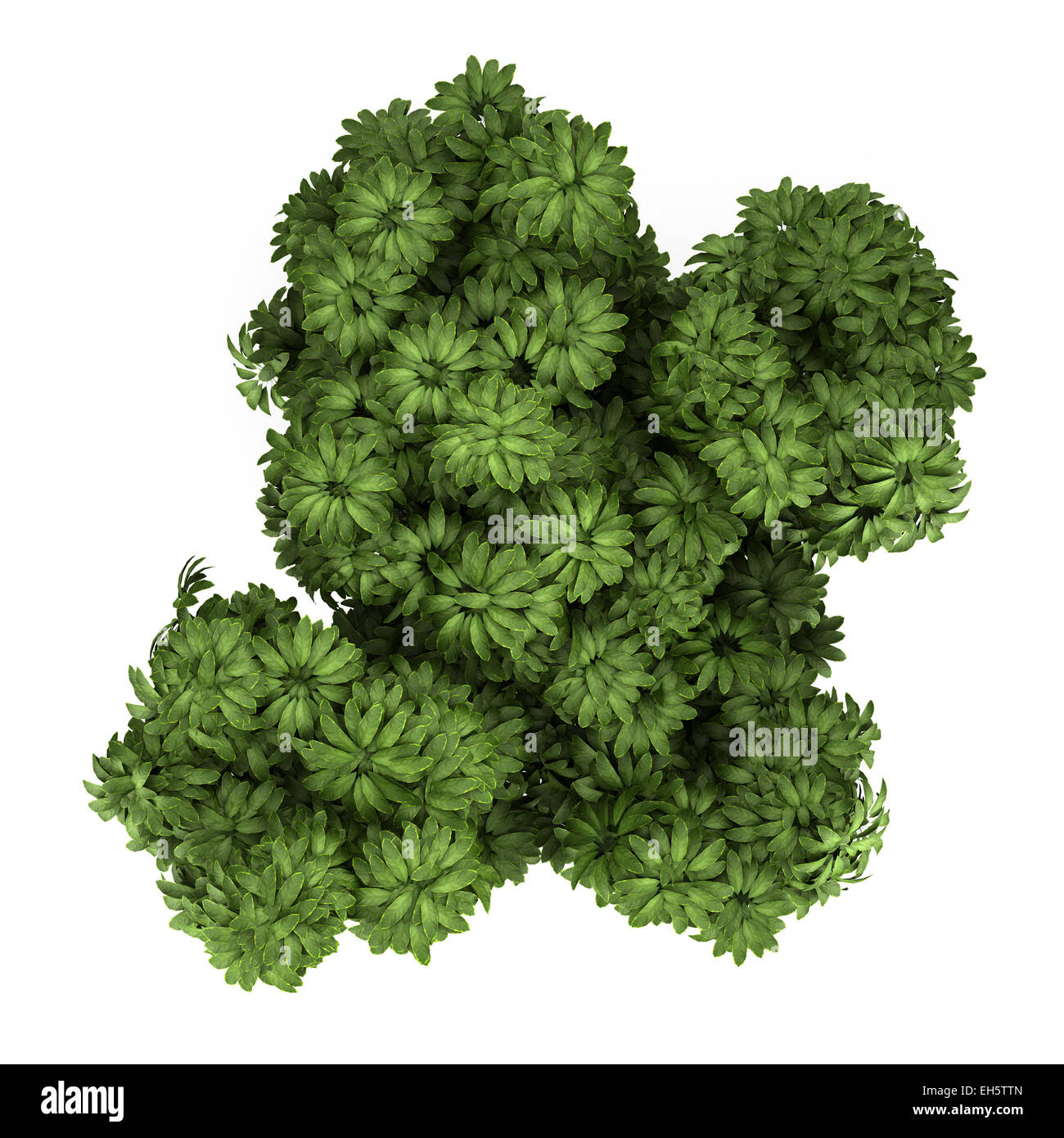 top view of umbrella tree isolated on white background Stock Photo - Alamy