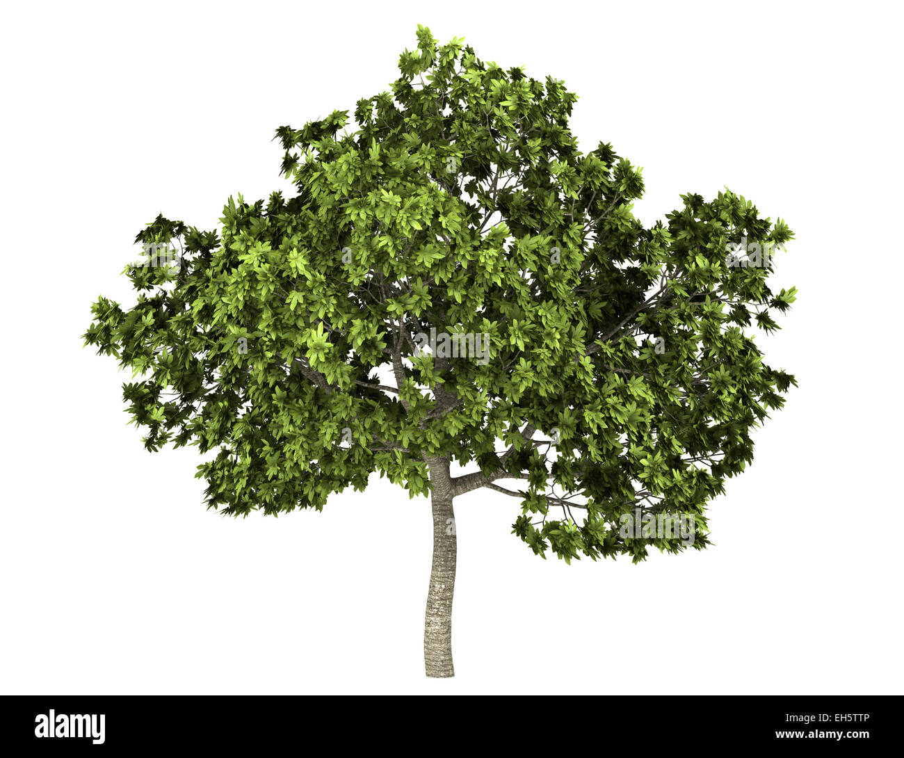 Common Fig tree isolated on white background Stock Photo - Alamy
