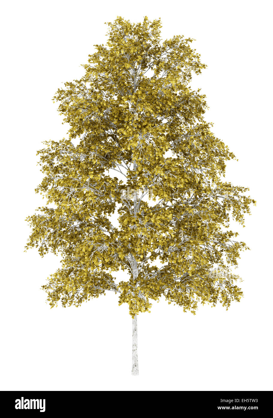european white birch tree isolated on white background Stock Photo - Alamy