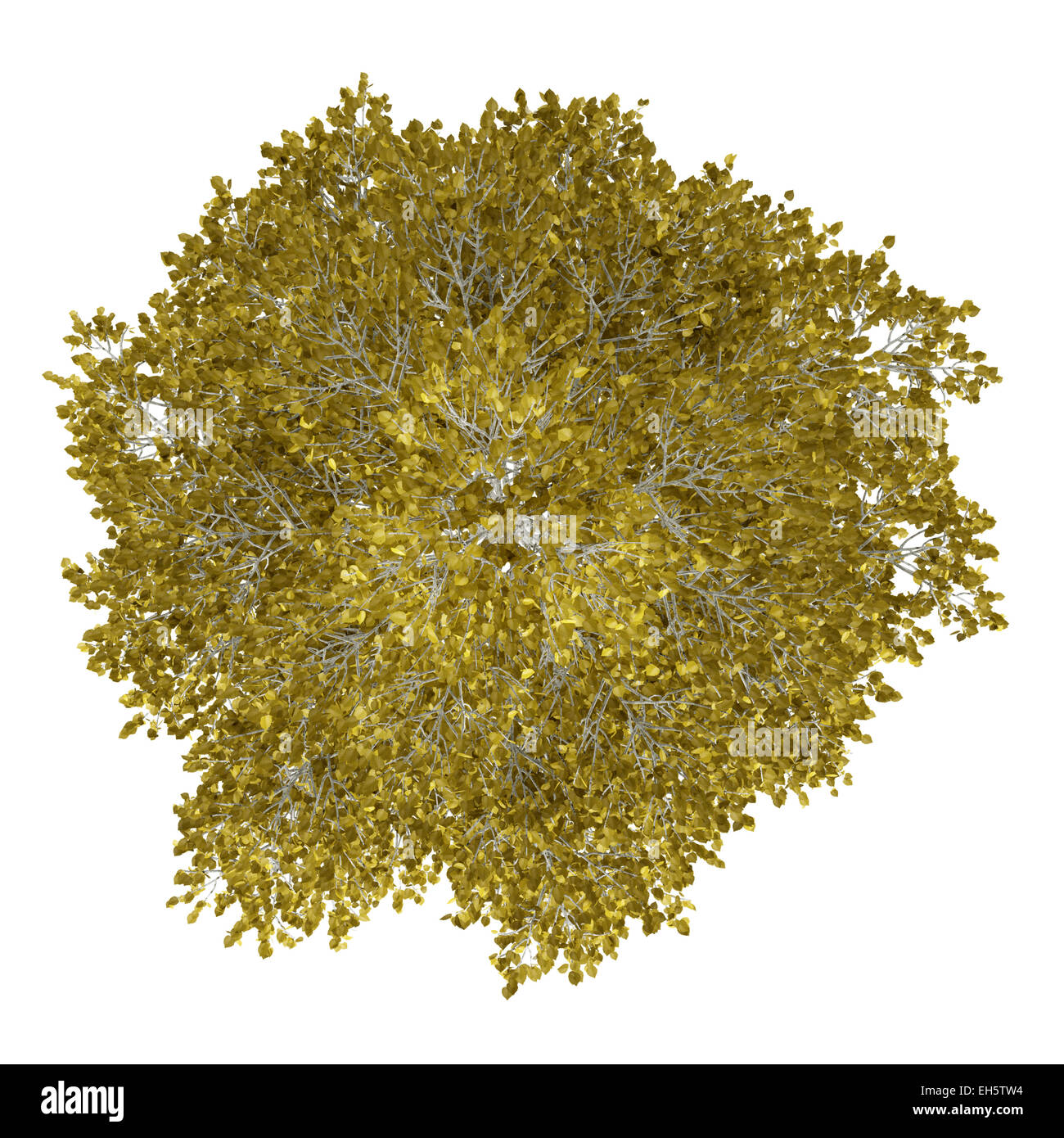 top view of european white birch tree isolated on white background ...