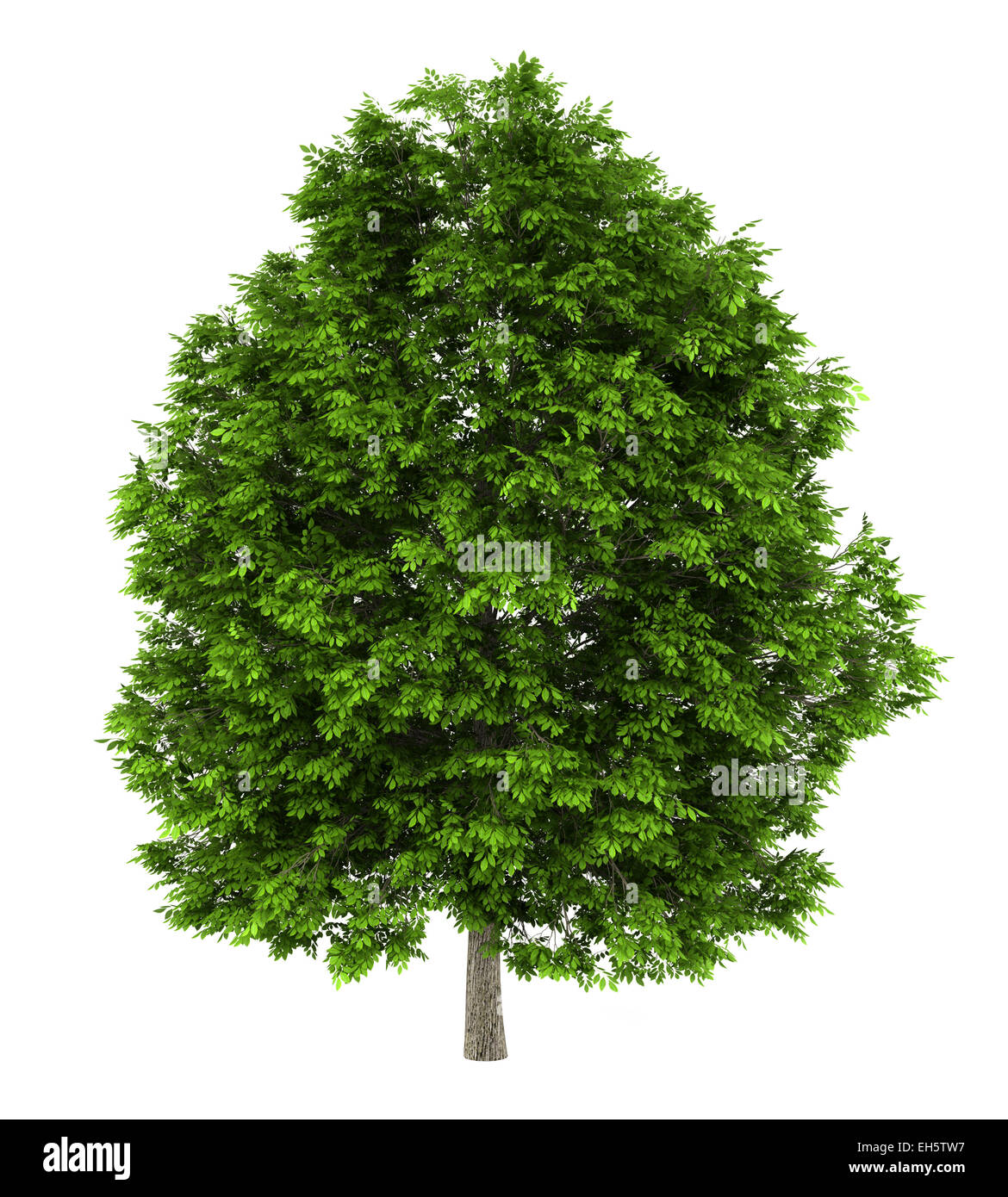 european ash tree isolated on white background Stock Photo - Alamy