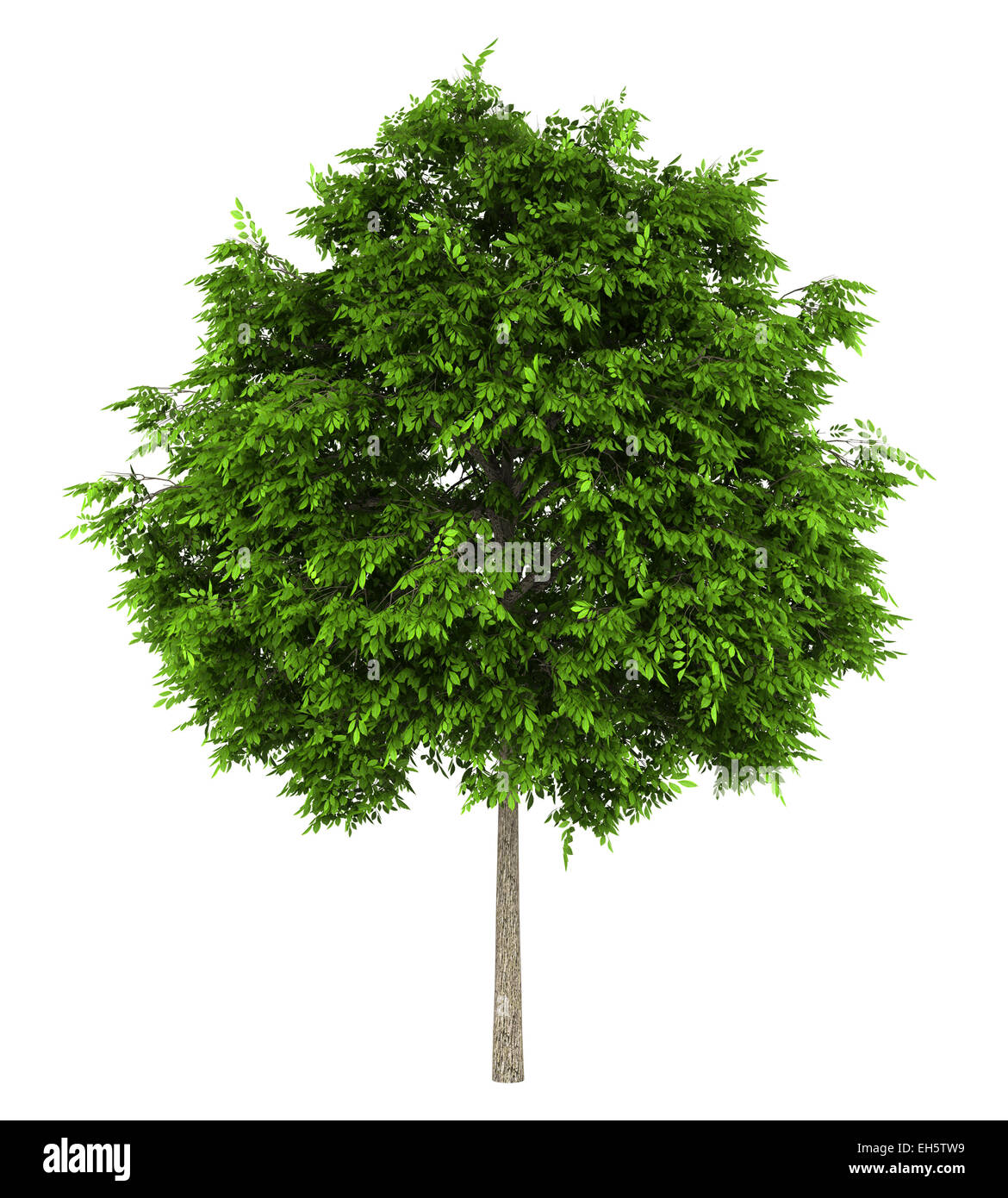 european ash tree isolated on white background Stock Photo - Alamy