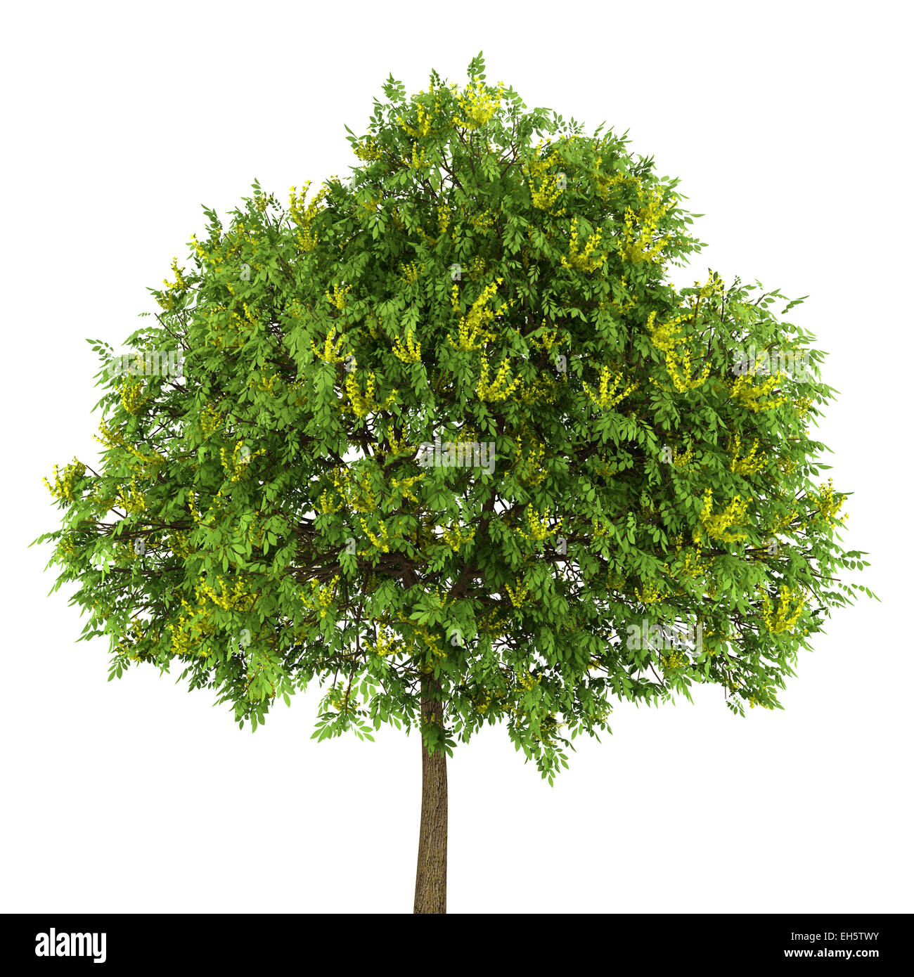 Goldenrain tree isolated on white background Stock Photo - Alamy