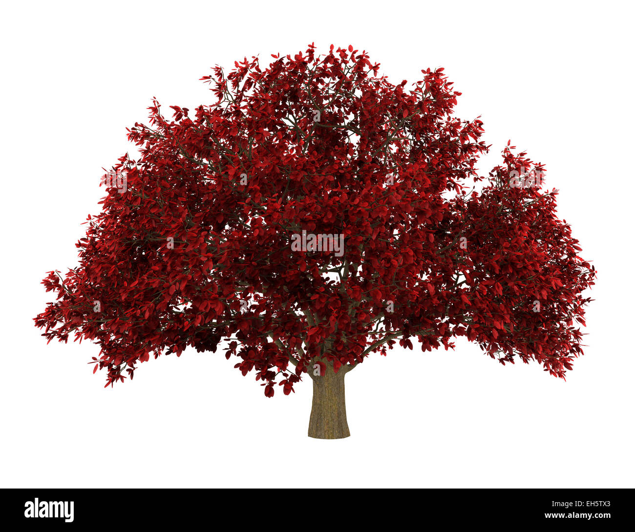 persian ironwood tree isolated on white background Stock Photo - Alamy
