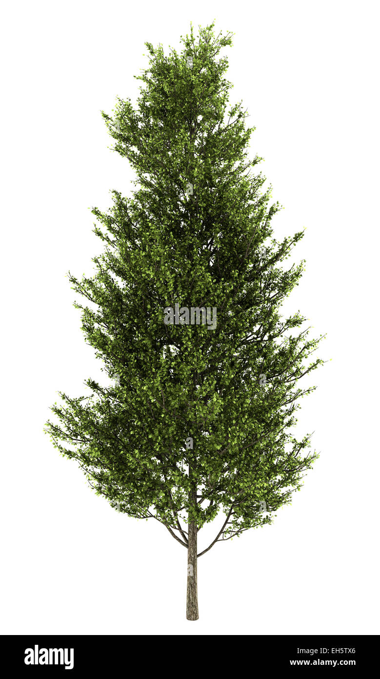 common aspen isolated on white background Stock Photo - Alamy