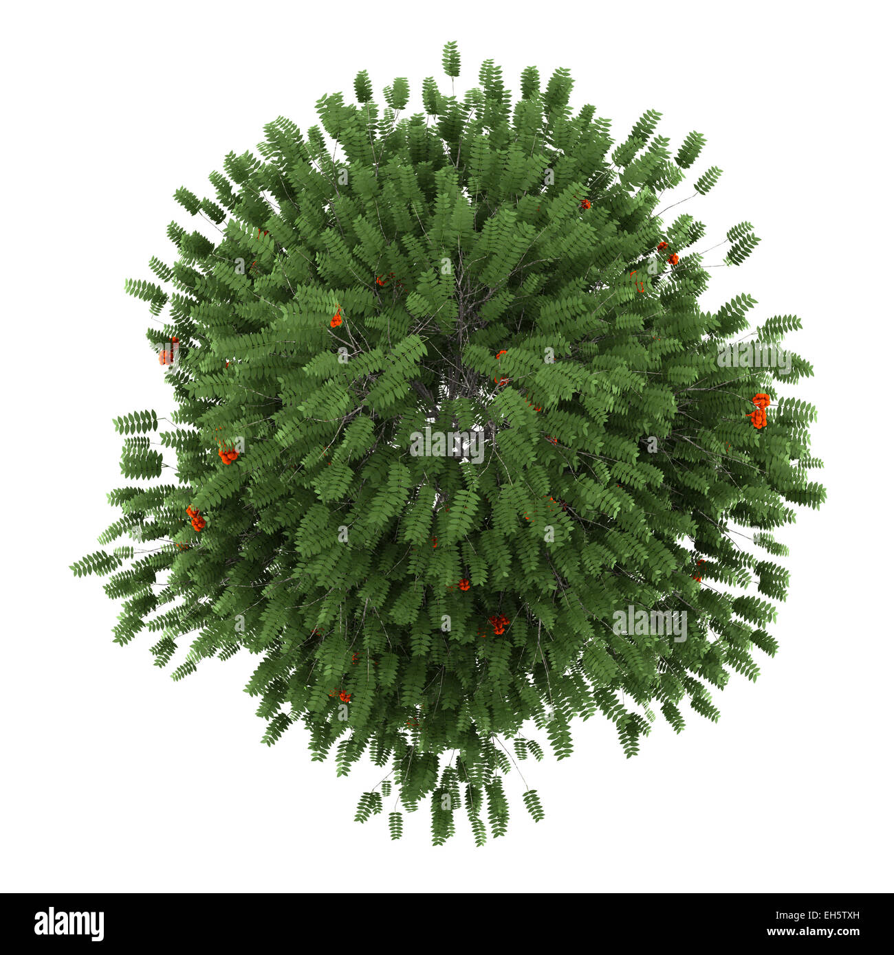 top view of european rowan tree isolated on white background Stock ...