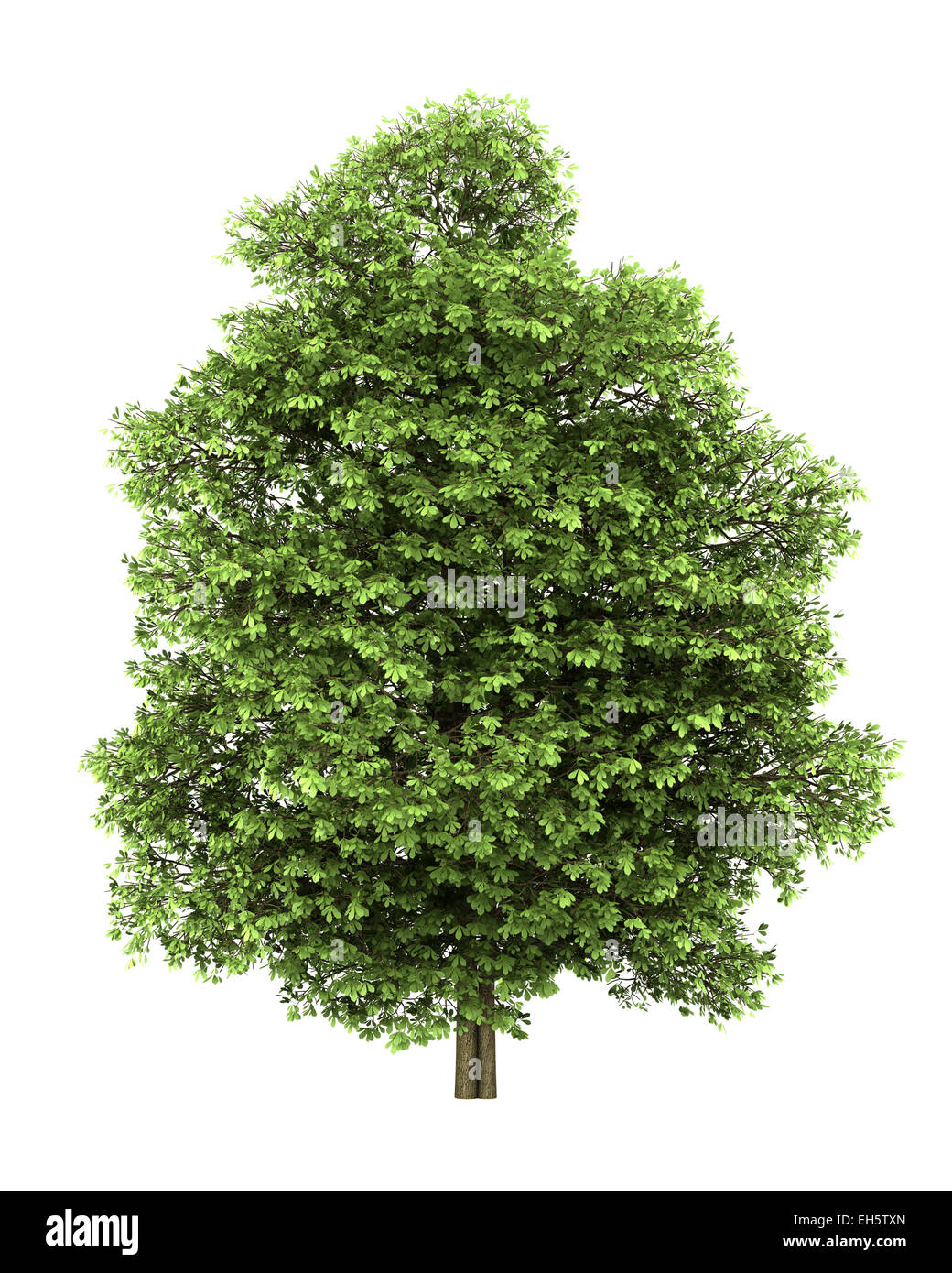 chestnut tree isolated on white background Stock Photo - Alamy