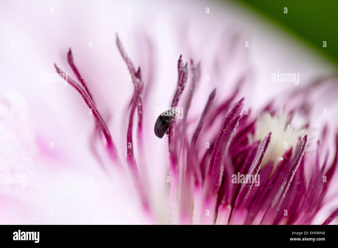 Small Beetles on Flower Stock Photo - Alamy