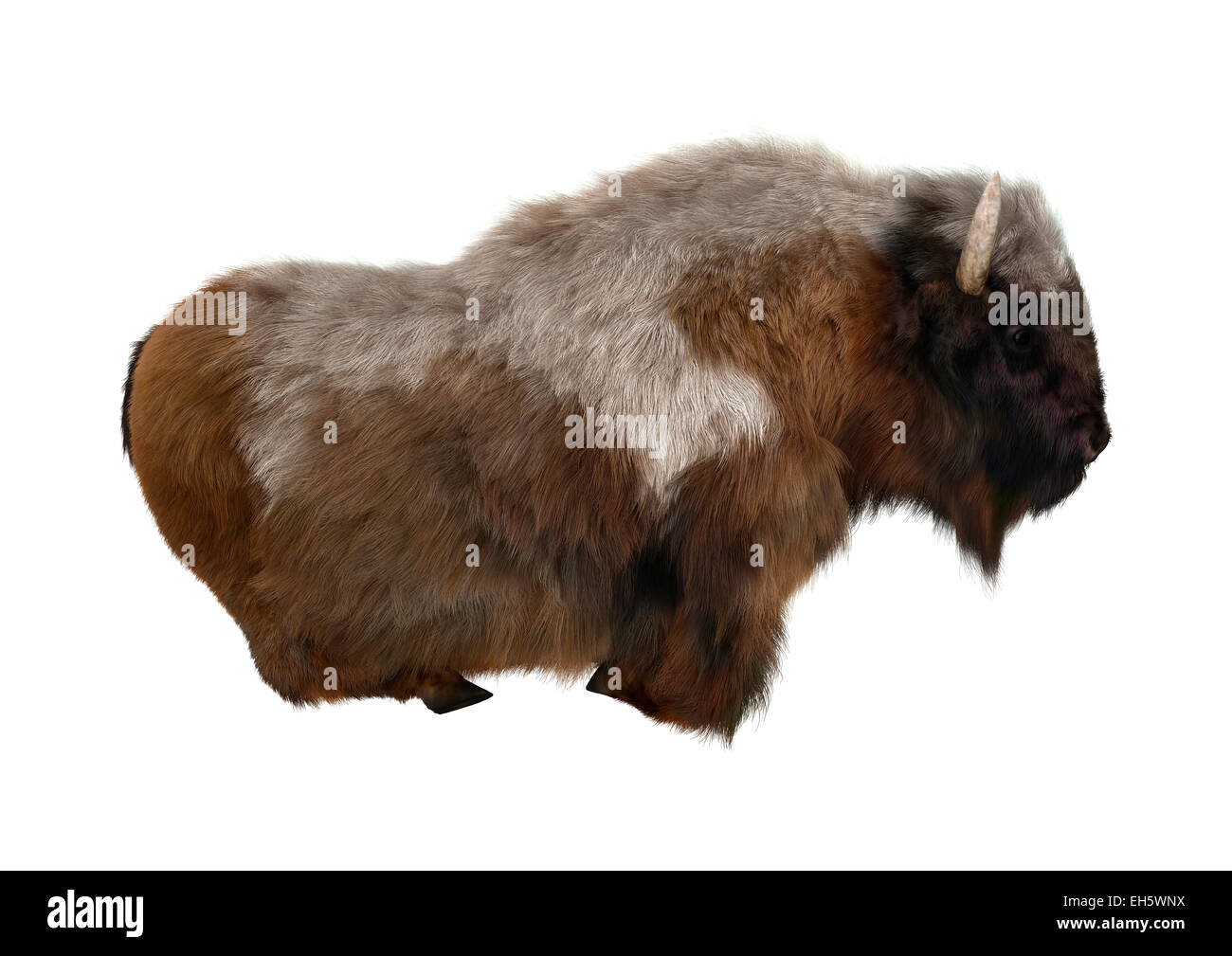 3D digital render of an American bison or American buffalo, a North ...