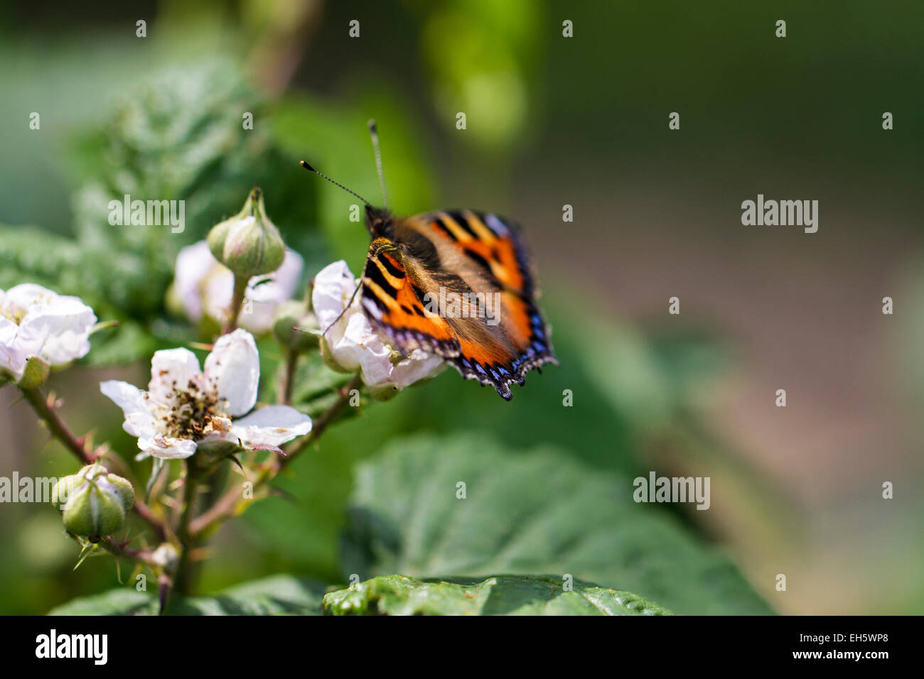 Butterfly in the Countryside outside of London Stock Photo - Alamy