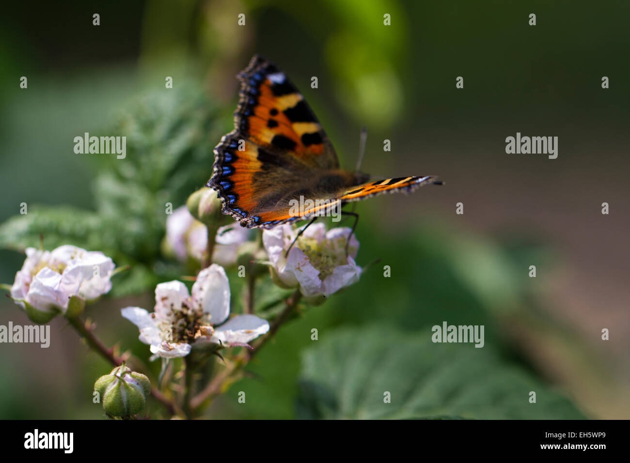 Butterfly in the Countryside outside of London Stock Photo - Alamy
