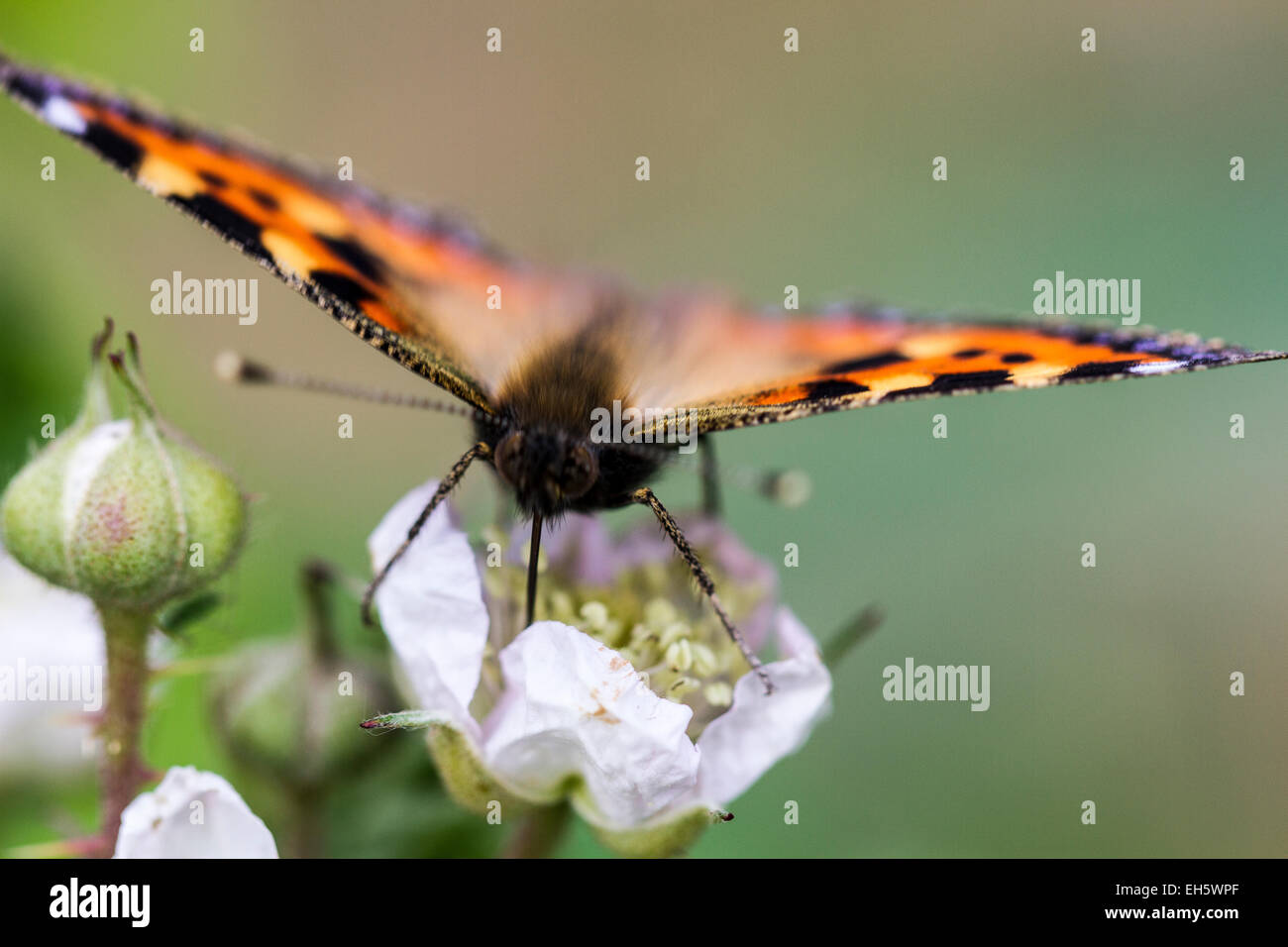 Butterfly in the Countryside outside of London Stock Photo - Alamy