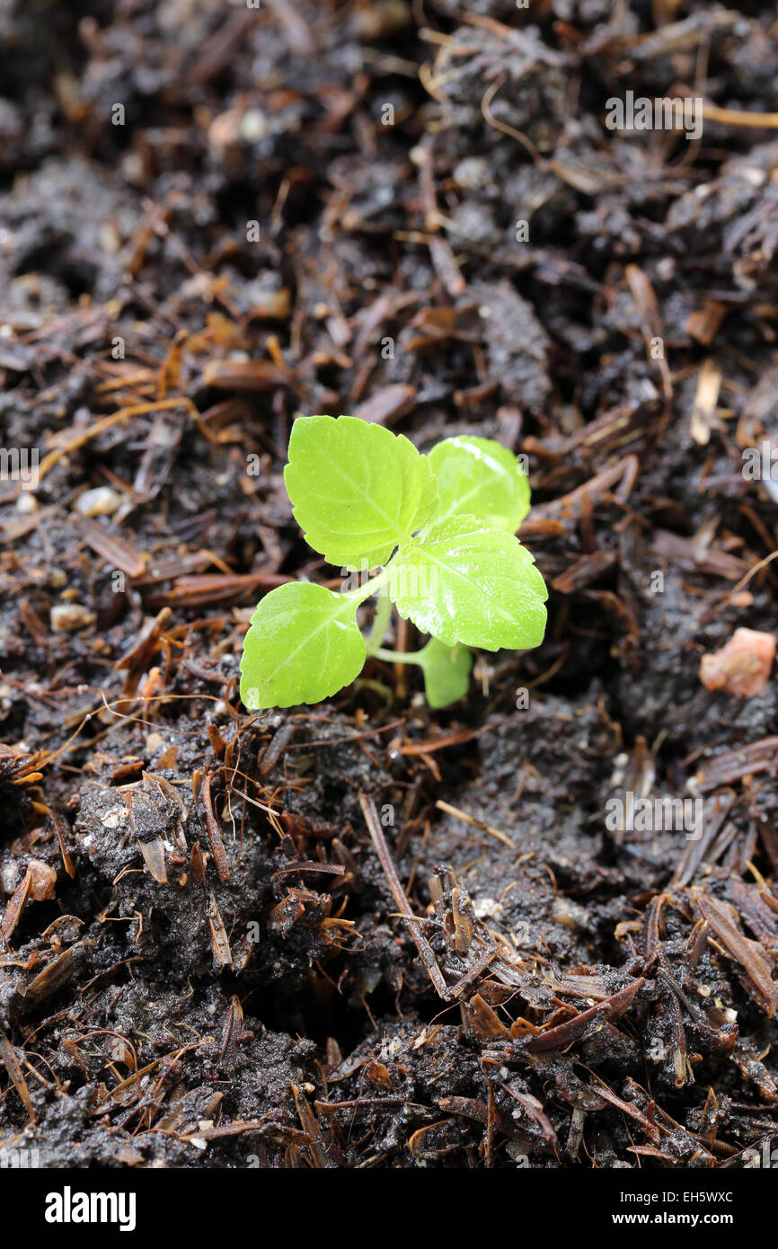 Green seedlings are growing on ground in the backyard Stock Photo - Alamy