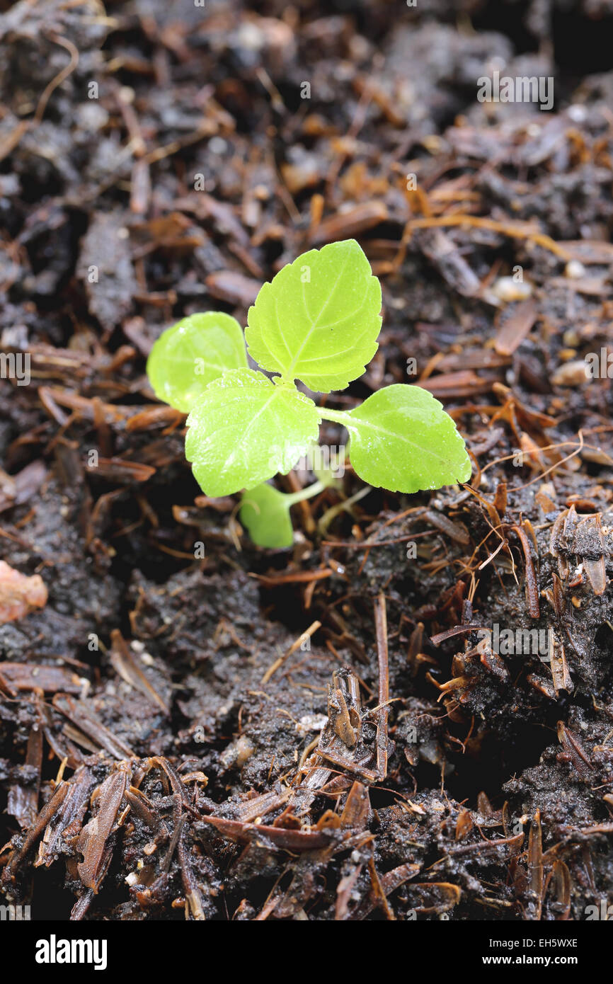 Growing in ground hi-res stock photography and images - Alamy