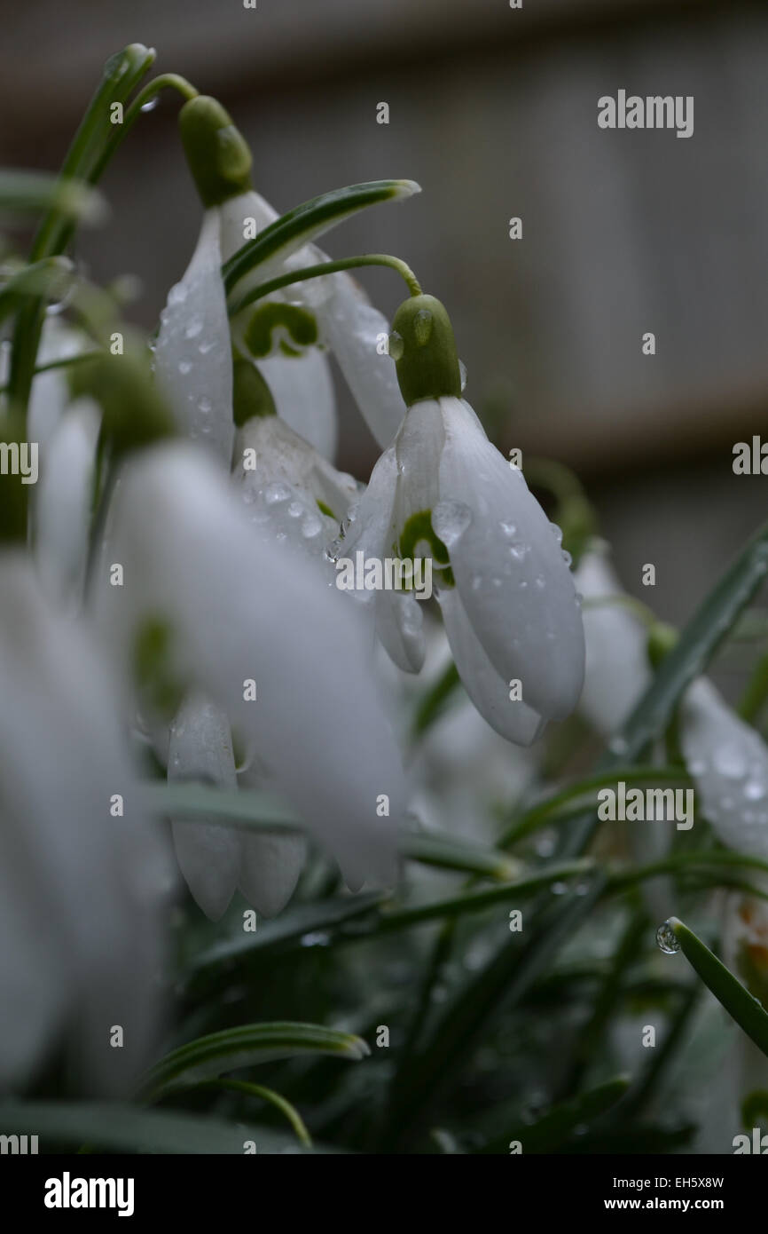 Snowdrop like flowers hi-res stock photography and images - Alamy