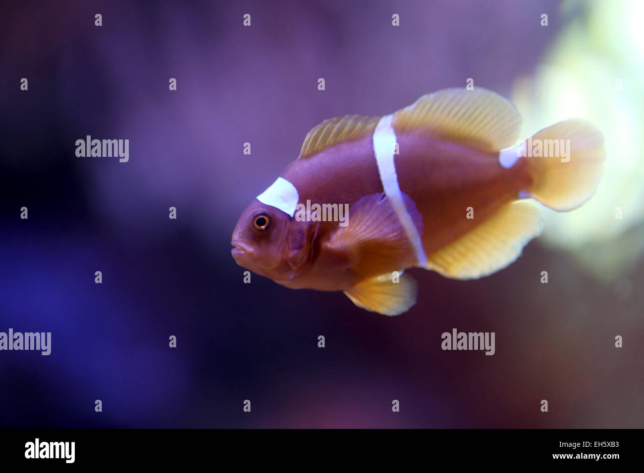 Clownfish colorful hi-res stock photography and images - Alamy
